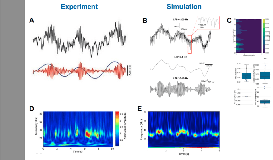 E-CAS: Researchers Study The Brain's Neural Code by Simulating Cortical ...